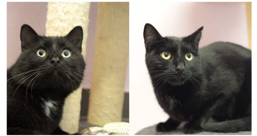 Katzenfreunde Wadgassen e.V.